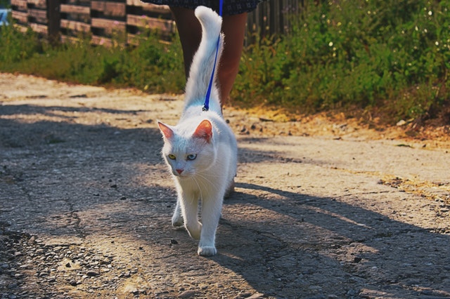 5 Best Cat Harnesses No Escape 2021 Reviews