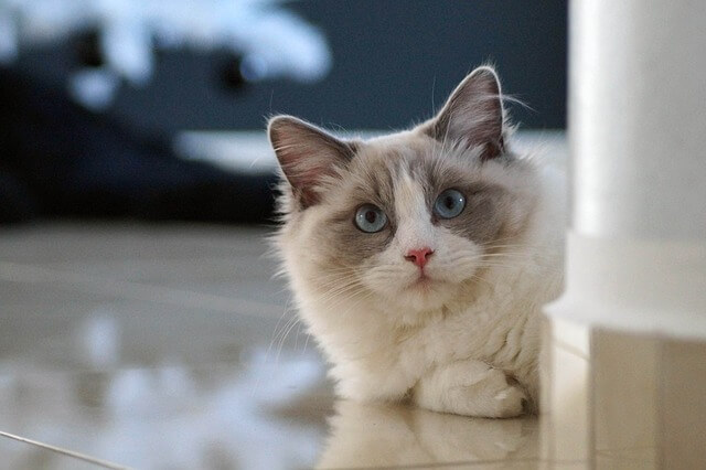 Ragdoll Cat - Breed Information