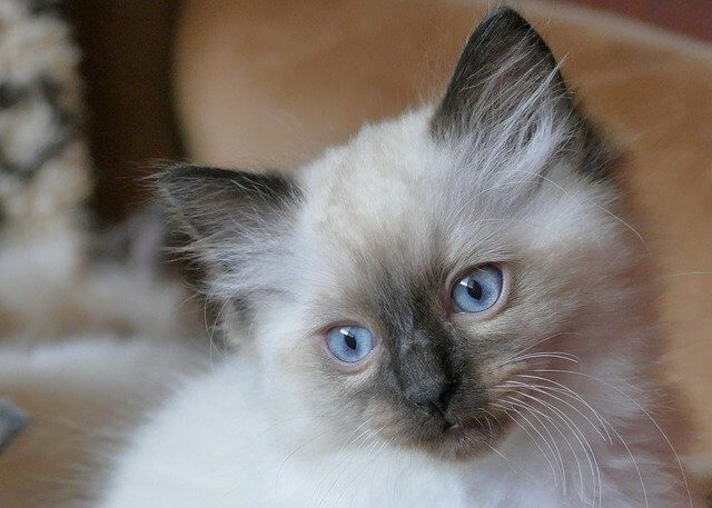 Ragdoll Cat - Breed Information