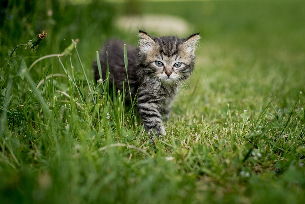 The 7 Best Outdoor Cat Enclosures (Top Picks of 2024)