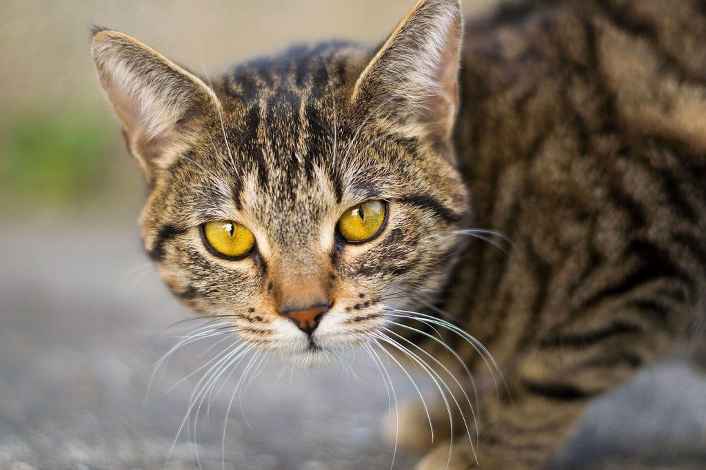 Cat Facts | 35 Interesting Facts about Cats (You didn't Know)