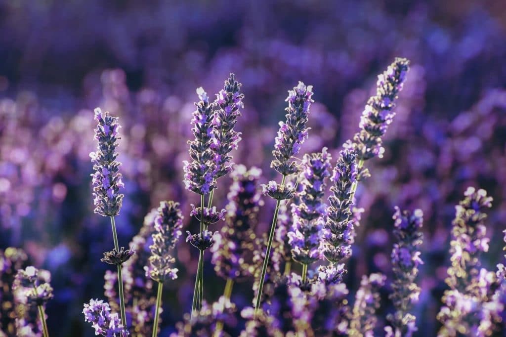 Is Lavender Safe for Cats? (Everything You Need to Know!)
