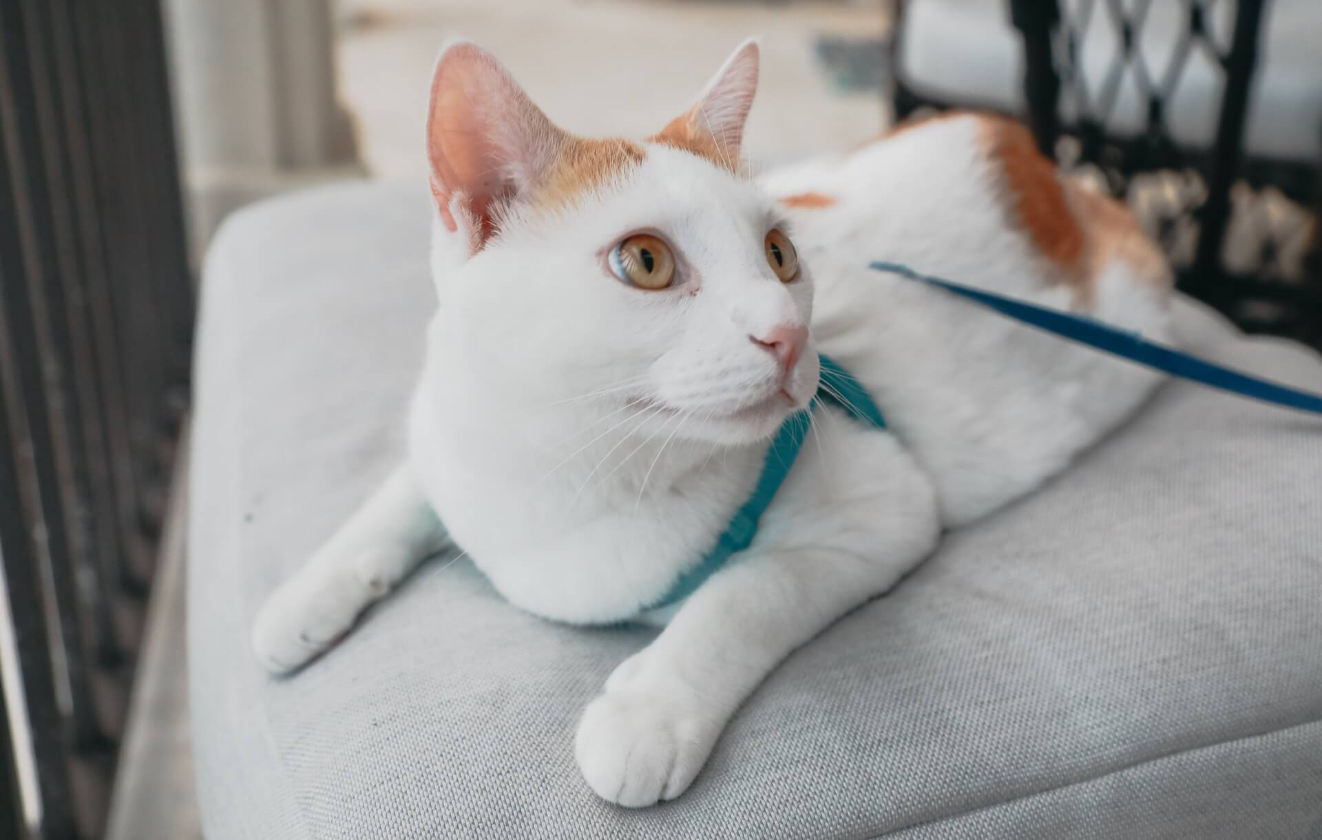 How to Leash Train Cat (Step by Step Guide)